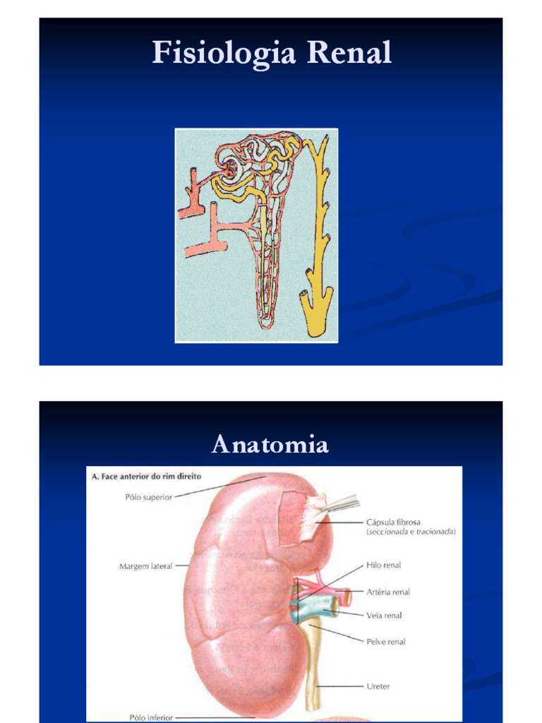 Fisiologia Renal Fisiologia Renal | PDF | Rim | Sistema endócrino