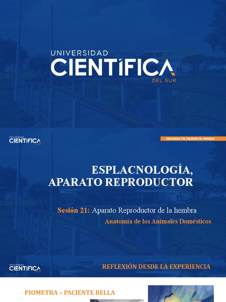 Sesion 21. Aparato Reproductor Hembra | PDF | Ciencia y matemática