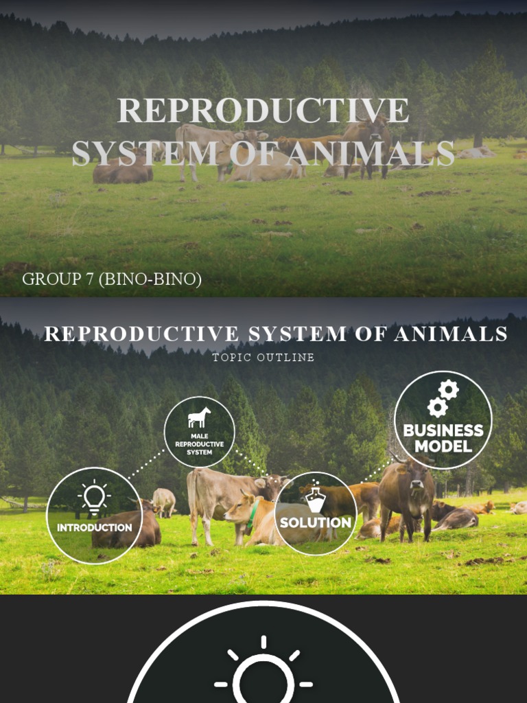 Reproductive System of Animals | PDF