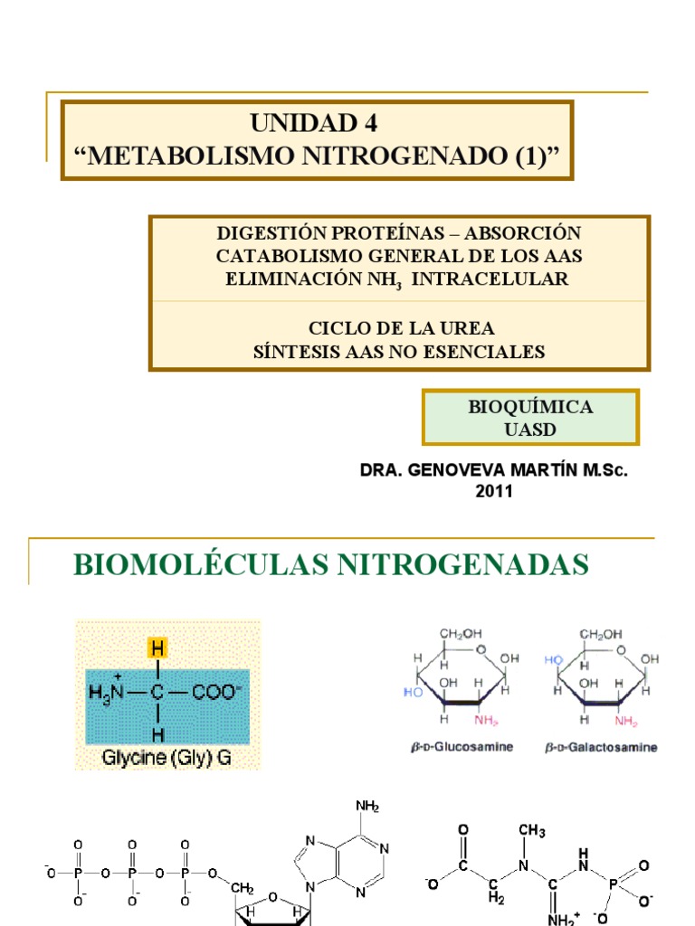 Ud.4 Mn1 Catabolismo Uasd | PDF