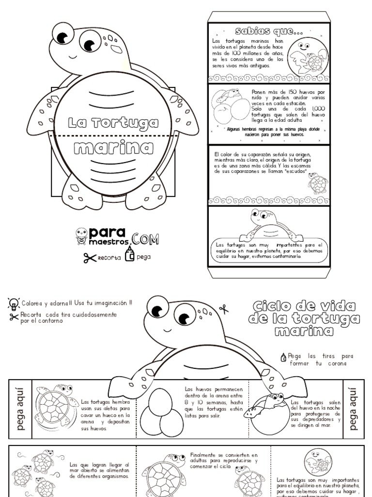 Ciclo de Vida de la Tortuga Marina | PDF | Tortuga | Aves