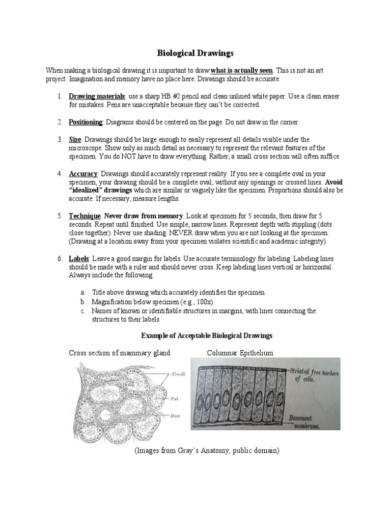 Biological Drawings WS | PDF