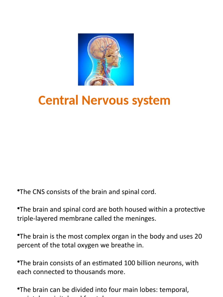 Central Nervous System | PDF | Central Nervous System | Nervous System