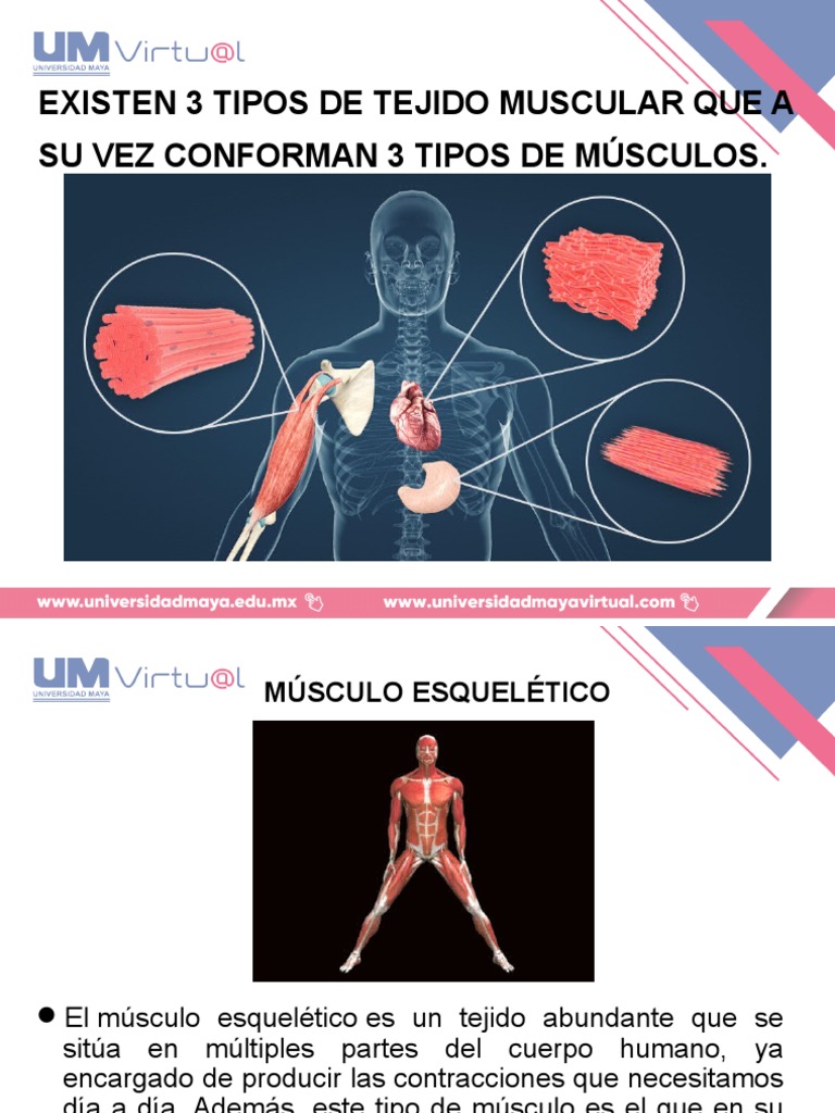 Tipos de Musculos | PDF