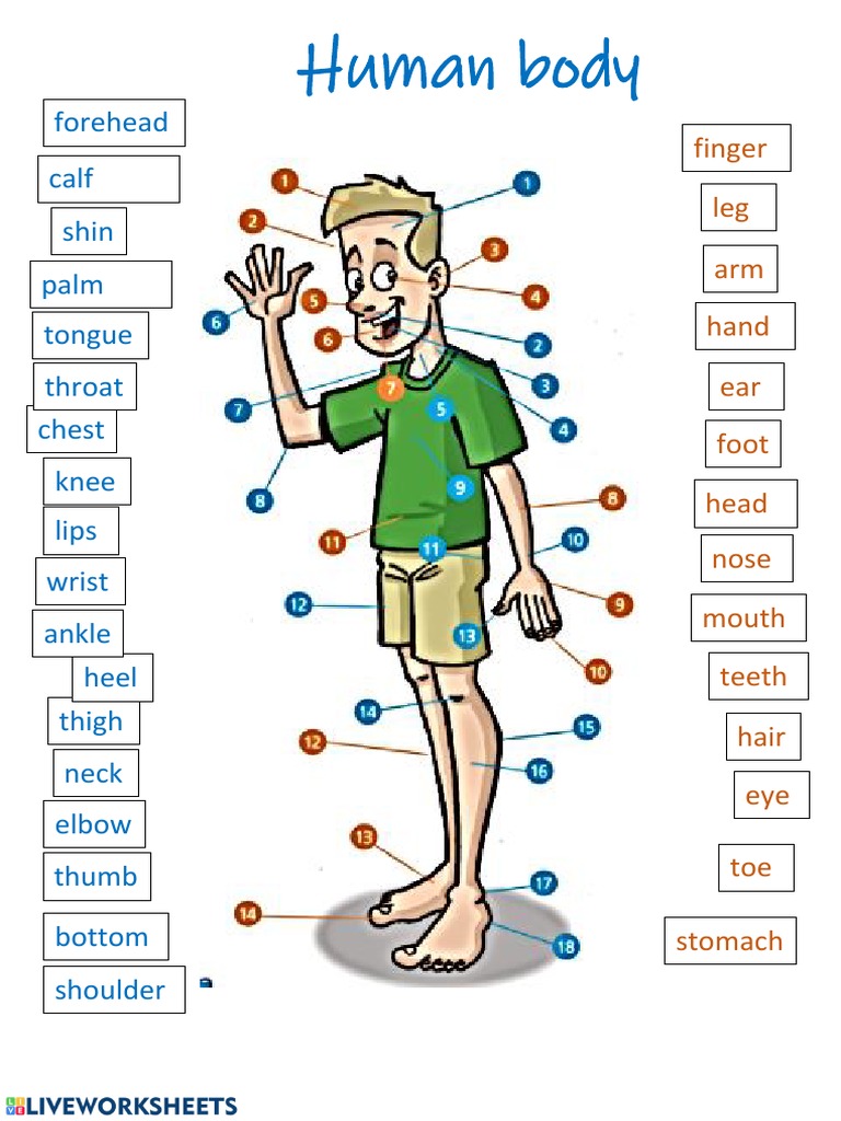 Parts of The Body | PDF