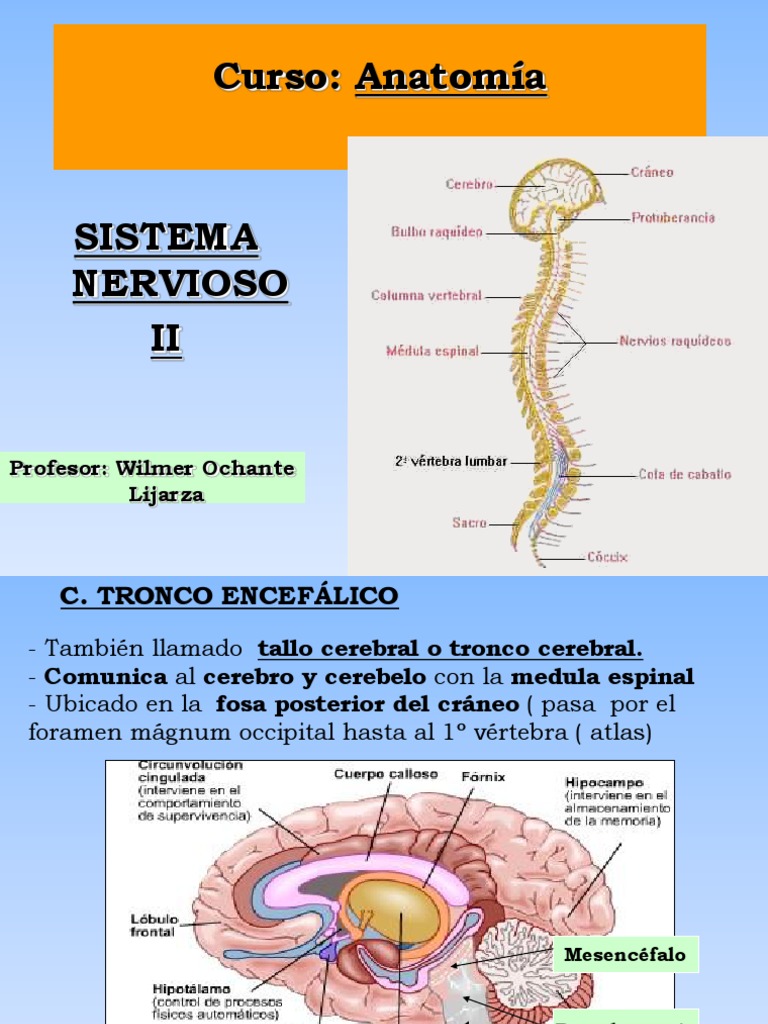Sistema Nervioso II - Snc-Snp-Sna | PDF | Médula espinal | Zoología