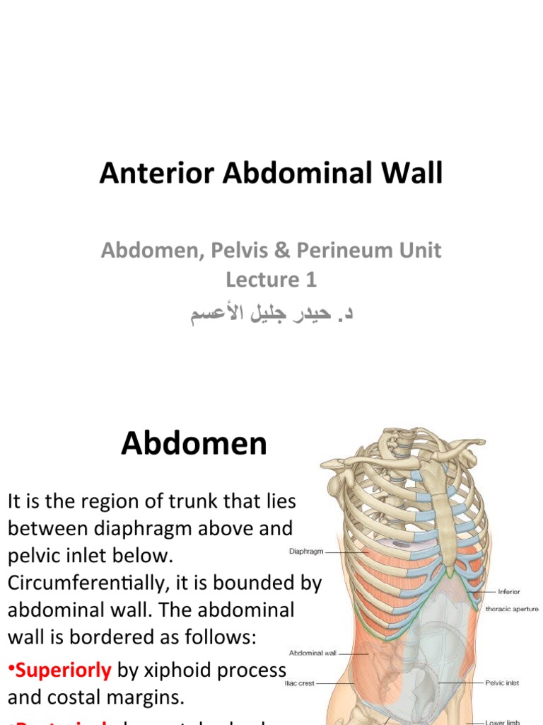 Abdo Pelvis - Lecture 01 - Anterior Abdominal Wall | PDF | Abdomen | Anatomy