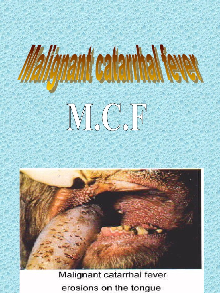 MCF Symptoms in Cattle & Buffalo | PDF