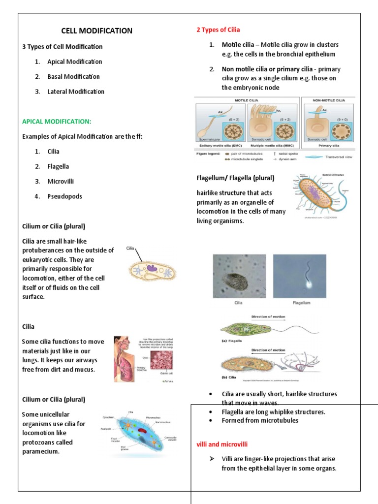 Cell Modification, Cell Cycle, Mitosis | PDF | Mitosis | Cell Cycle