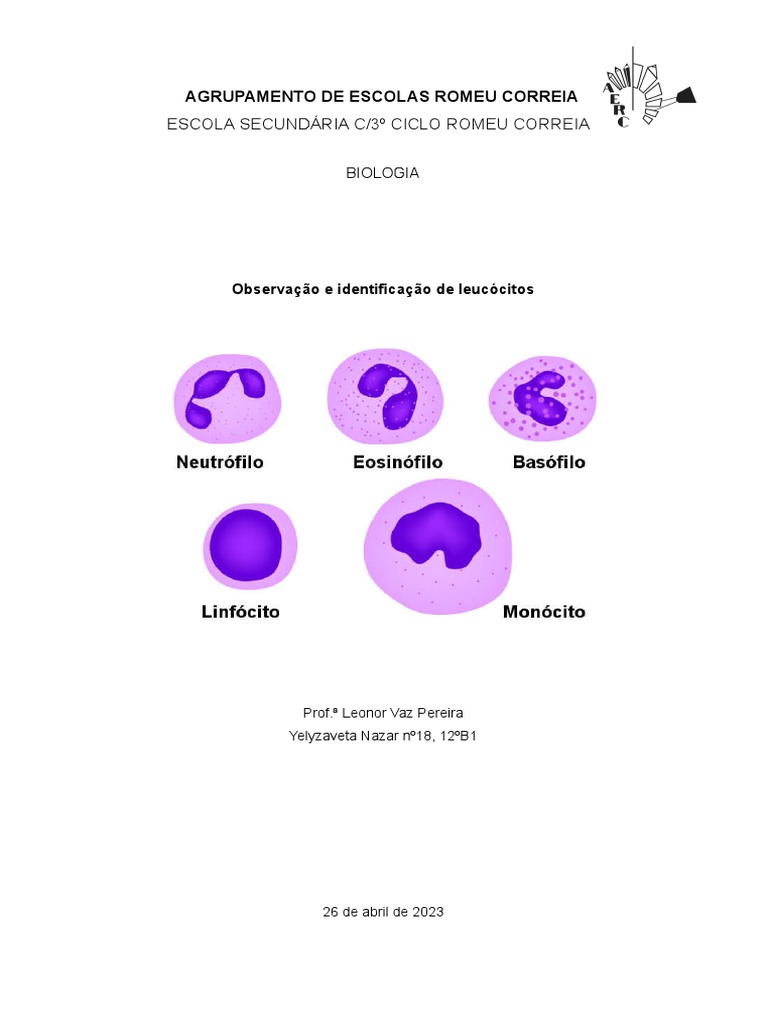 Observação de leucócitos | PDF | Glóbulo branco | Linfócito