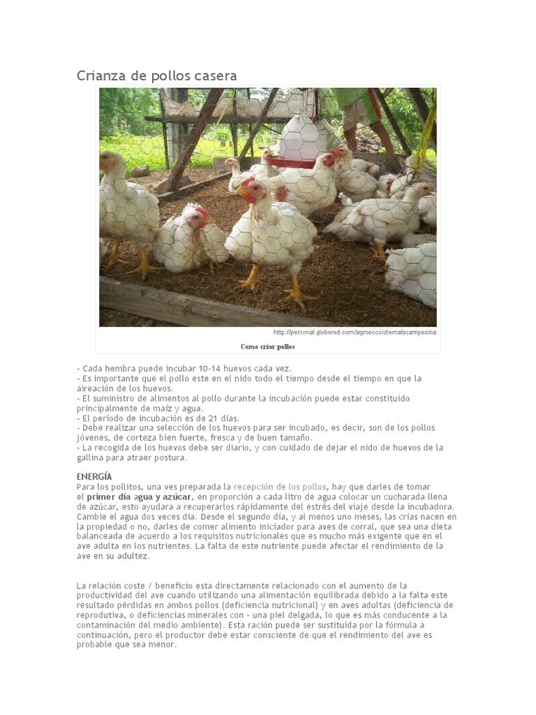Crianza de Pollos Casera | PDF