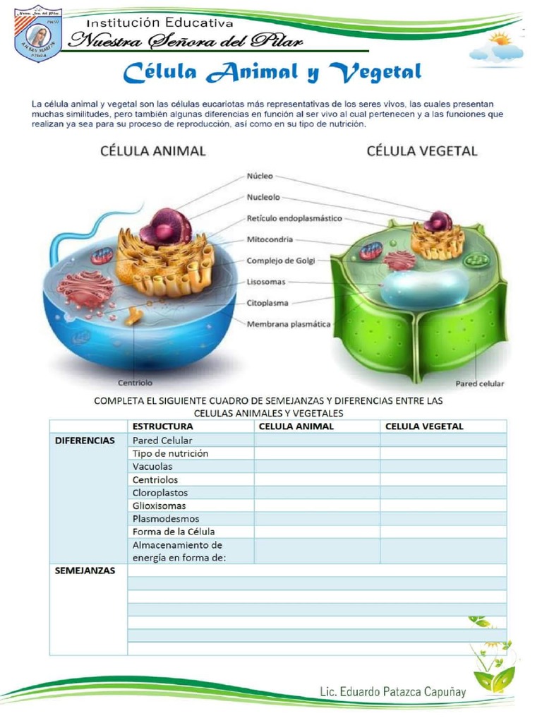Célula Animal y Vegetal | PDF
