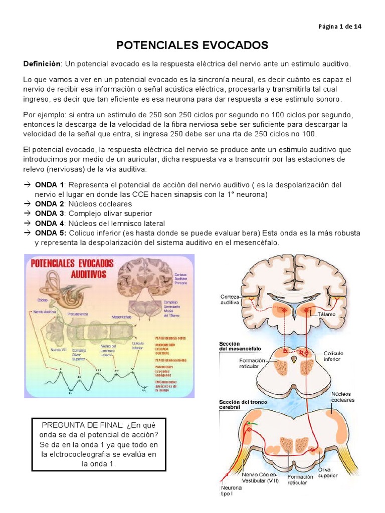 Potenciales Evocados Auditivos y su Evaluación | PDF | Nervio ...