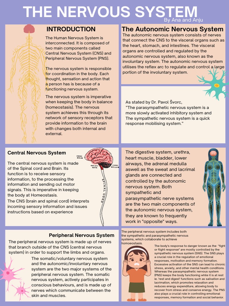 The Nervous System | PDF | Autonomic Nervous System | Nervous System