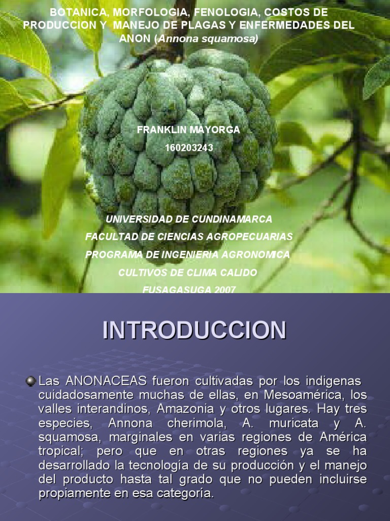 Manejo y Cultivo del Anón (Annona squamosa) | PDF | Plantas | Botánica