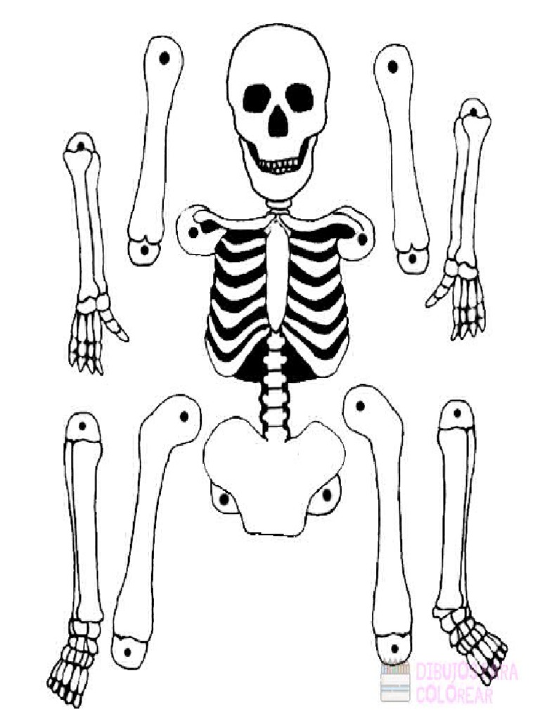 El Esqueleto Humano | PDF