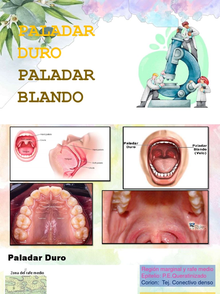Estructura del Paladar y Lengua | PDF