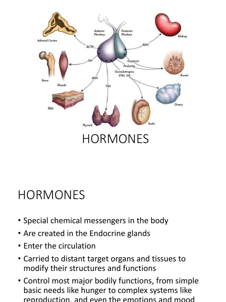 HORMONES | PDF | Childbirth | Hormone