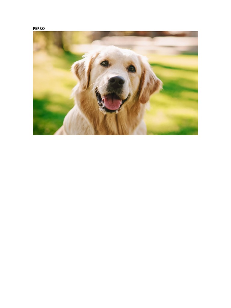 Perro Pdf