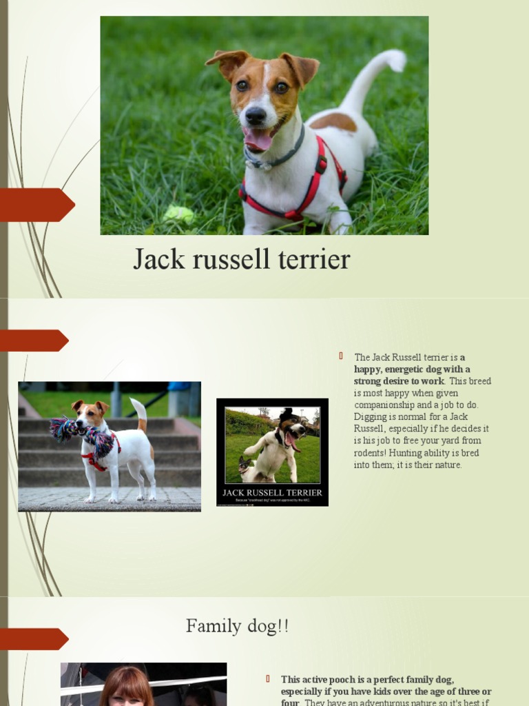 Jack Russell Terrier | PDF | Jack Russell Terrier | Dog Types