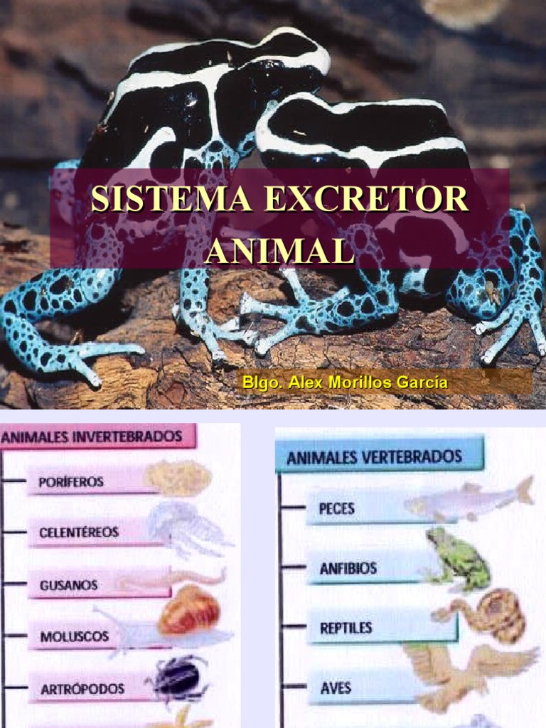 Excretor Animal | PDF | Excreción | Riñón