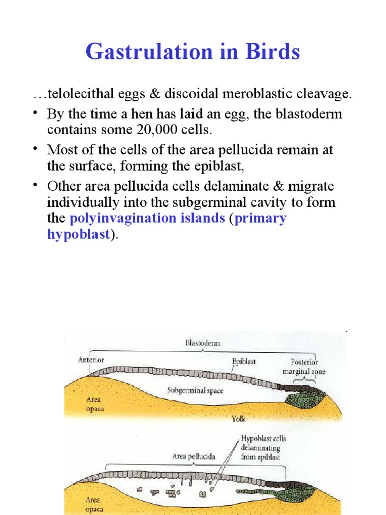 ZL 124 Lecture 7 - Gastrulation in Birds & Mammals | PDF | Zoology ...