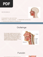 Anatomía de La Orofaringe | PDF | Cabeza y cuello humanos | Órgano ...