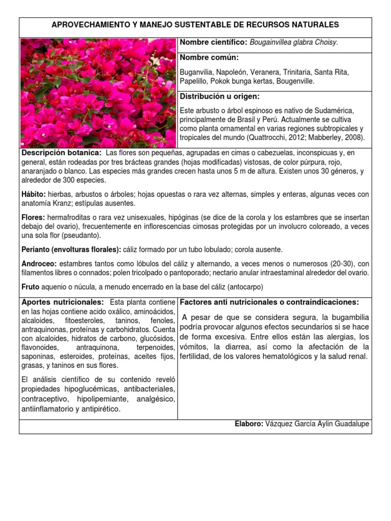 Propiedades y usos de la bugambilia | PDF
