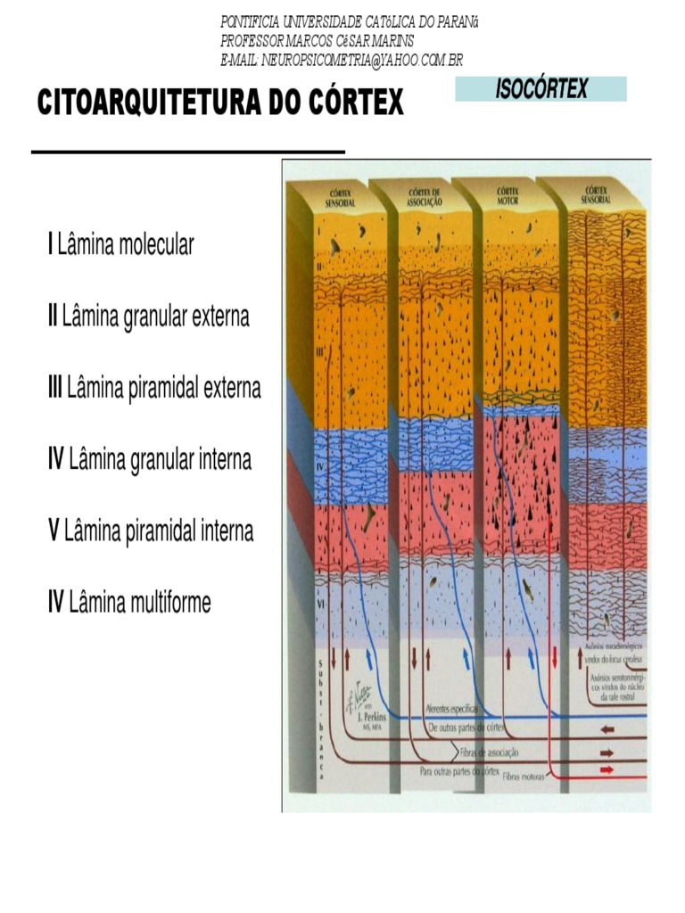 Prof Marcos César Unidades Funcionais | PDF | Sistema límbico | Córtex ...