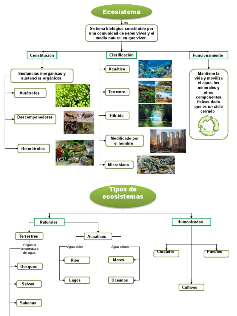 Mapa Conceptual Ecosistemas 3 | PDF