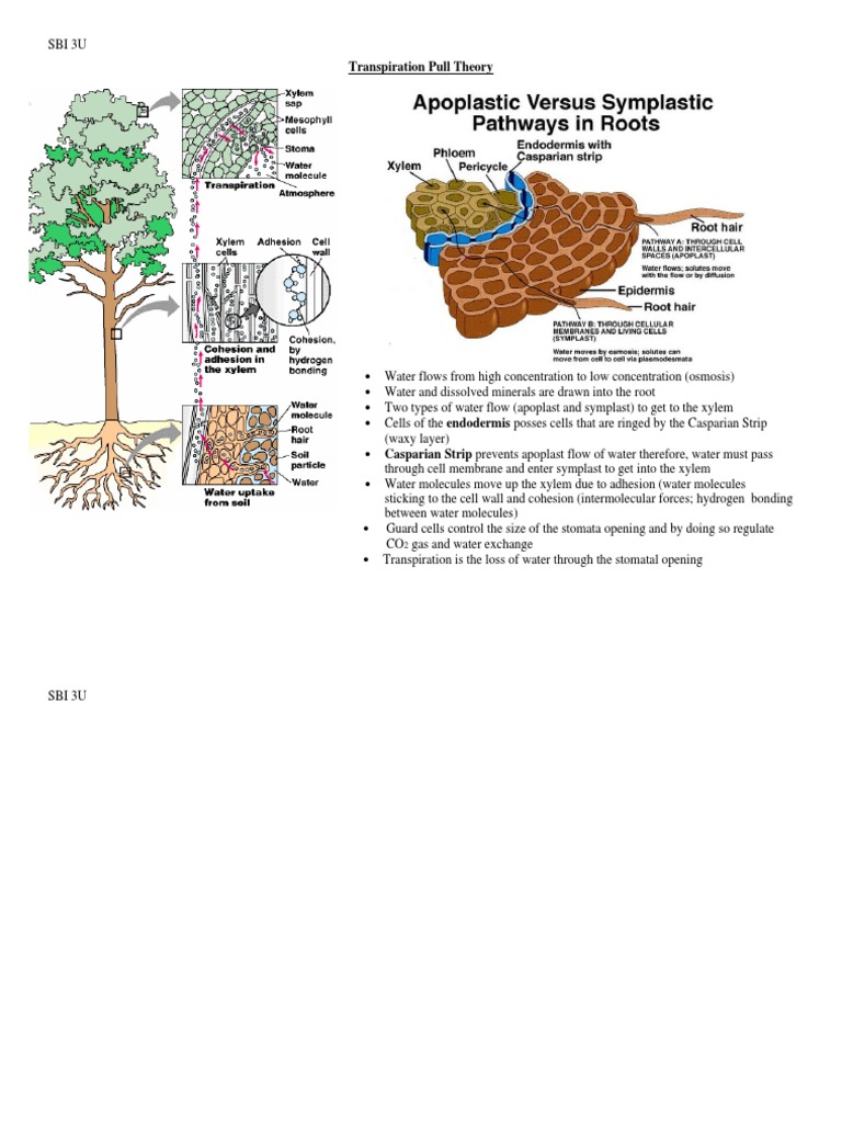 Transpiration Pull Theory Explained | PDF | Science & Mathematics