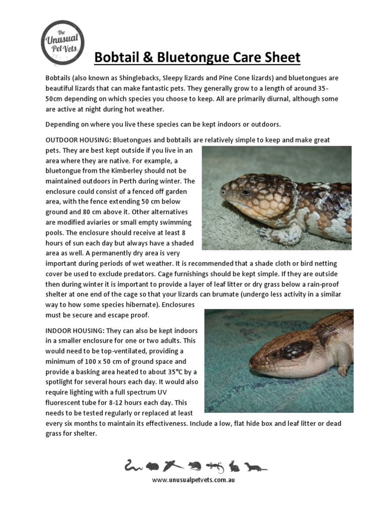 Bobtail and Bluetongue Care Sheet | PDF