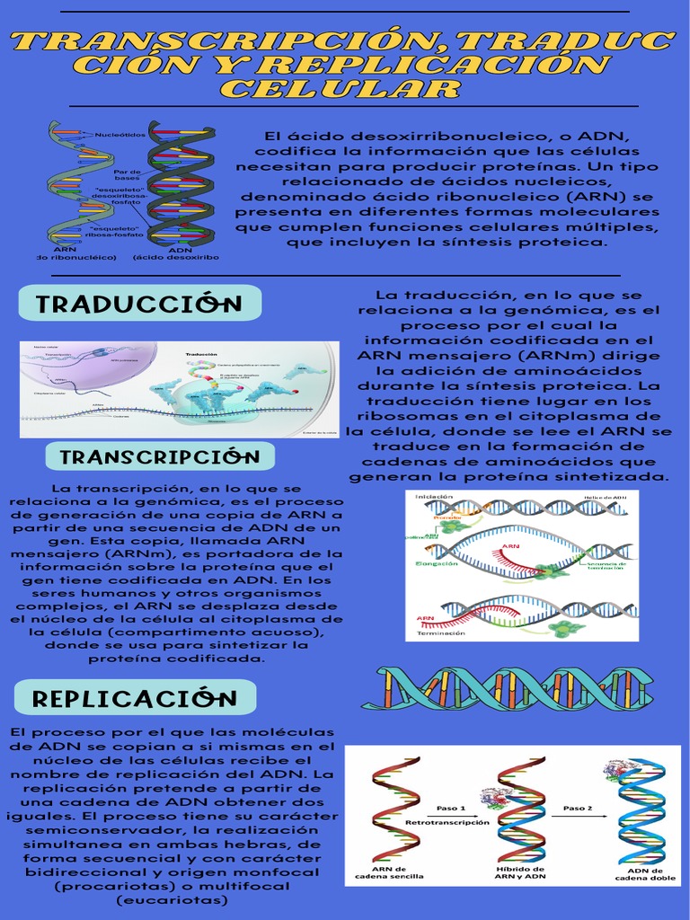Traducción: Transcripción, Traduc Ción Y Replicación Celular | PDF | Rna | Adn