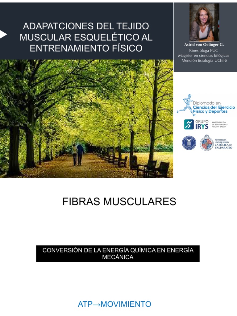 Adaptaciones Musculares Al Entrenamiento Fisico | PDF | Hipertrofia ...