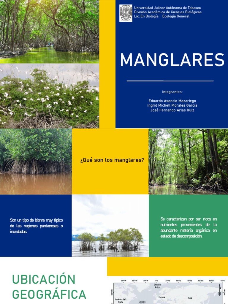 Importancia y biodiversidad de los manglares | PDF | Mangle | Ciencias ...