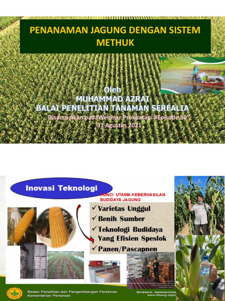 Tumpang Sisip Jagung | PDF