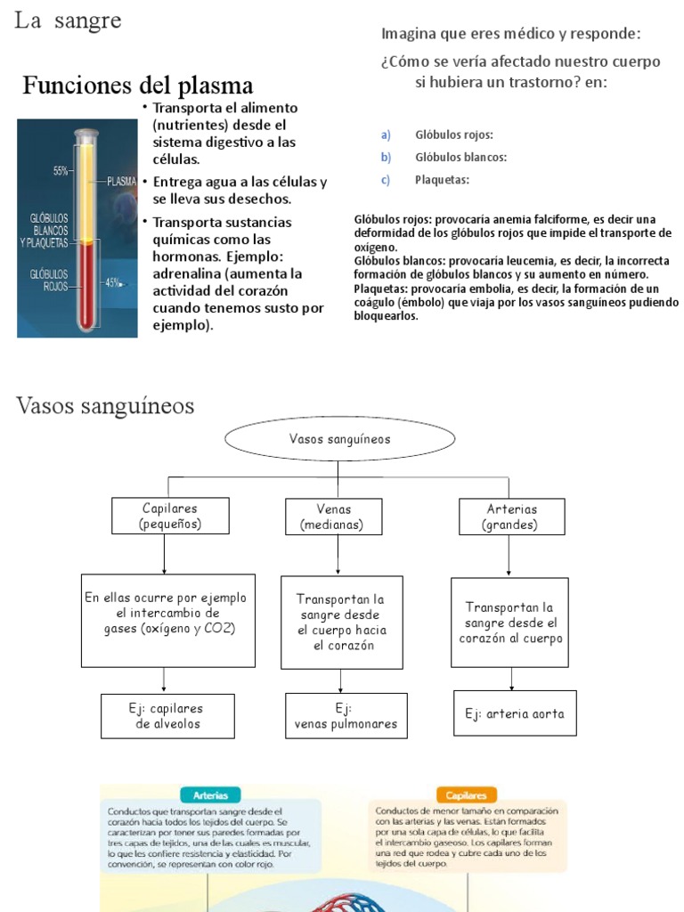 Sistema Circulatorio Guia 2 | PDF | Sangre | Vena
