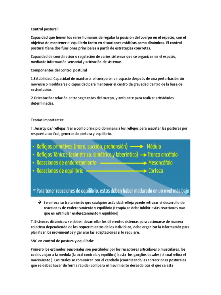 Control Postural | PDF | Músculo | Neurociencia