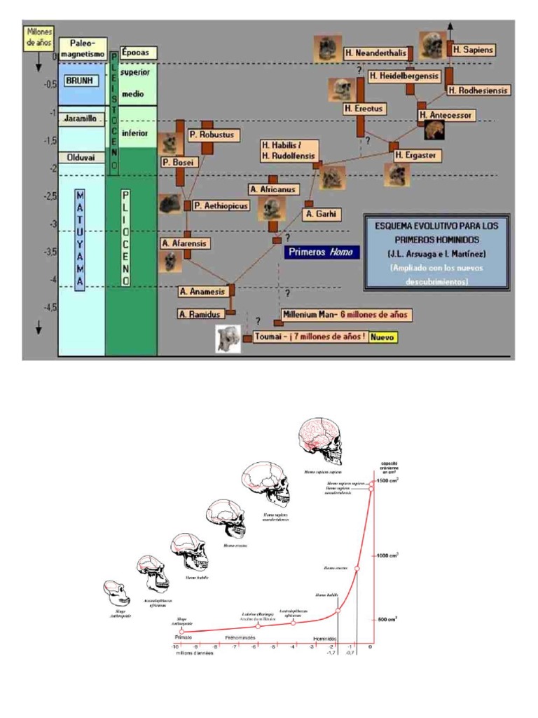 01-Esquema Evolutivo | PDF