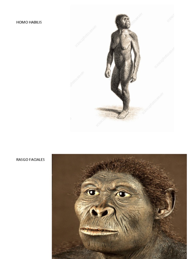 Homo Habilis | PDF