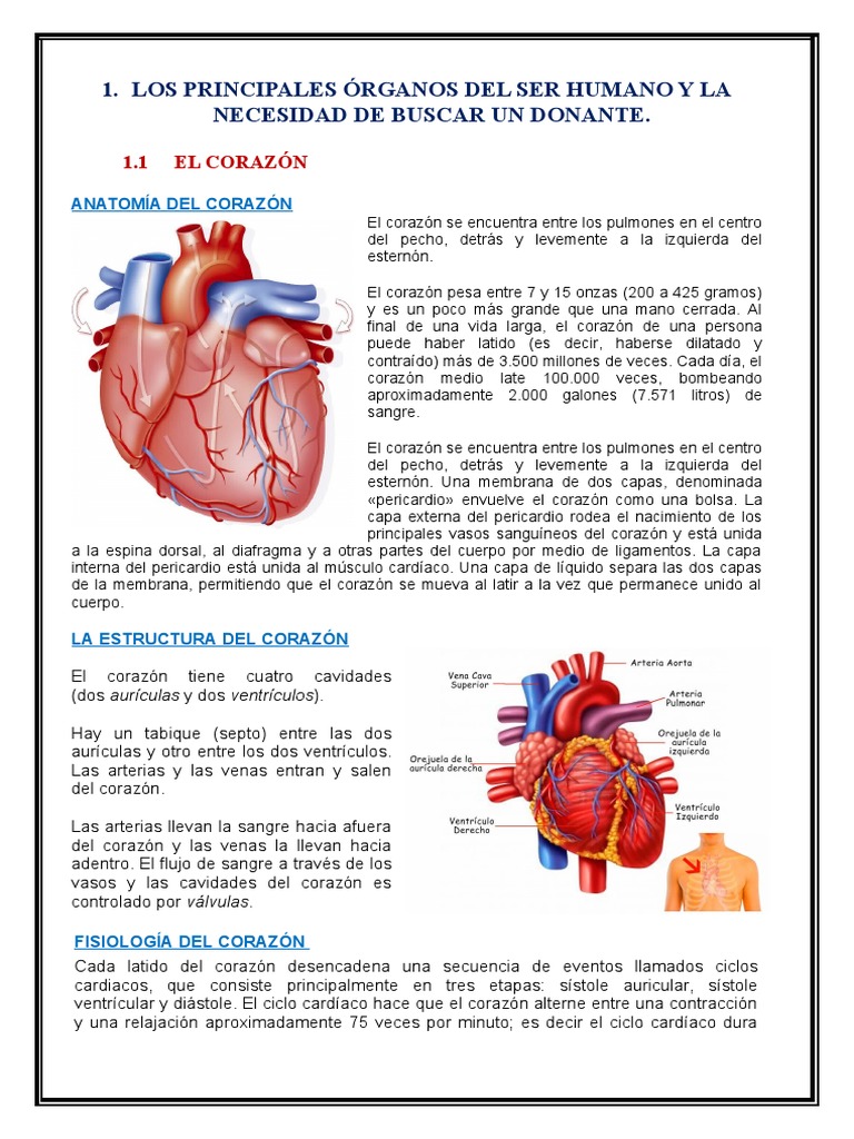Anatomía Del Corazón Pdf Páncreas Riñón