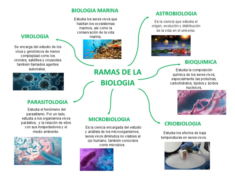 Ramas de la Biología y sus Estudios | PDF | Organismos | Biología