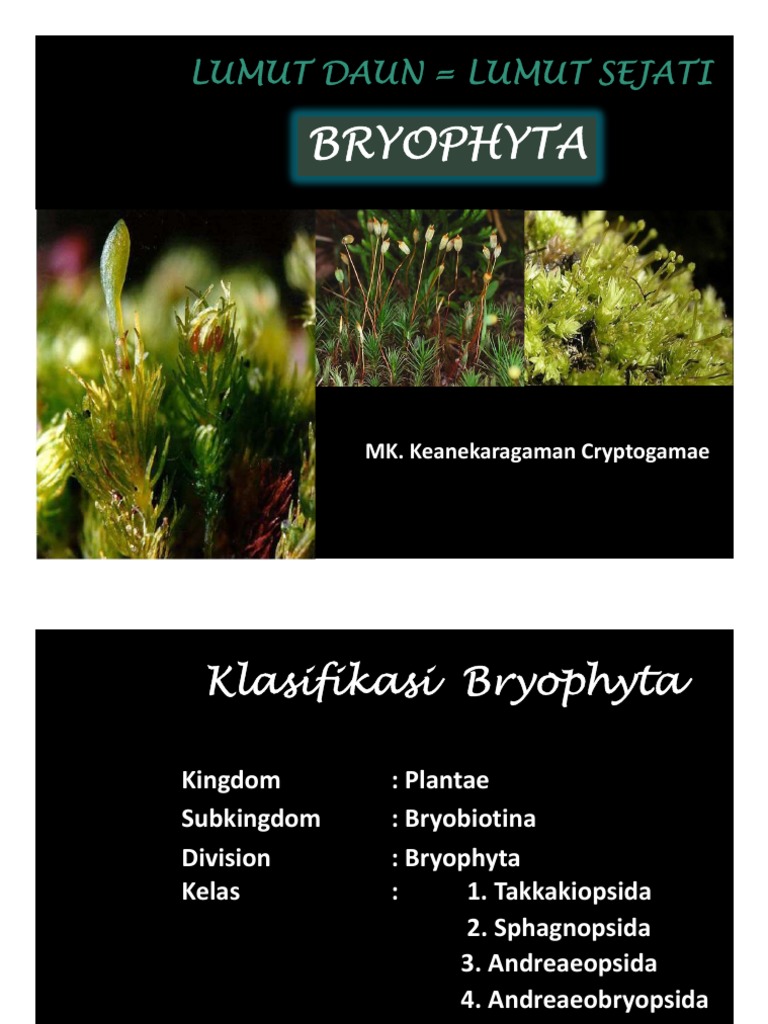 Lumut Sejati 2020 | PDF