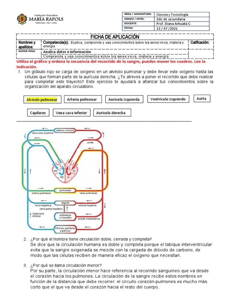 Ii - Circulación - Ficha Ale | PDF