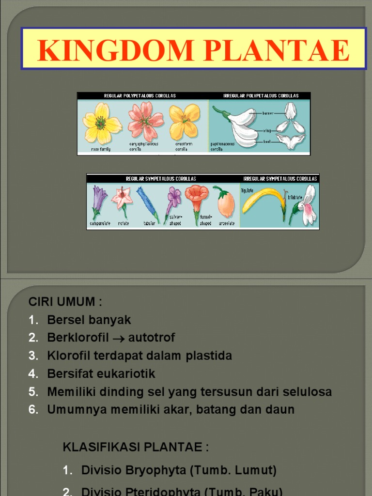 Kingdom Plantae: Ciri & Klasifikasi | PDF