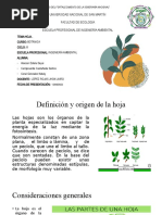 Limbo | PDF | Hoja | Botánica