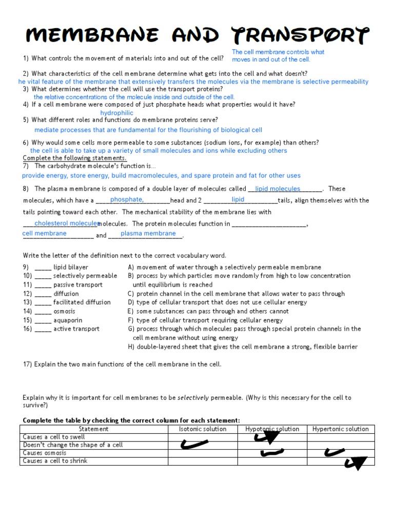 Worksheet Cell Transport | PDF