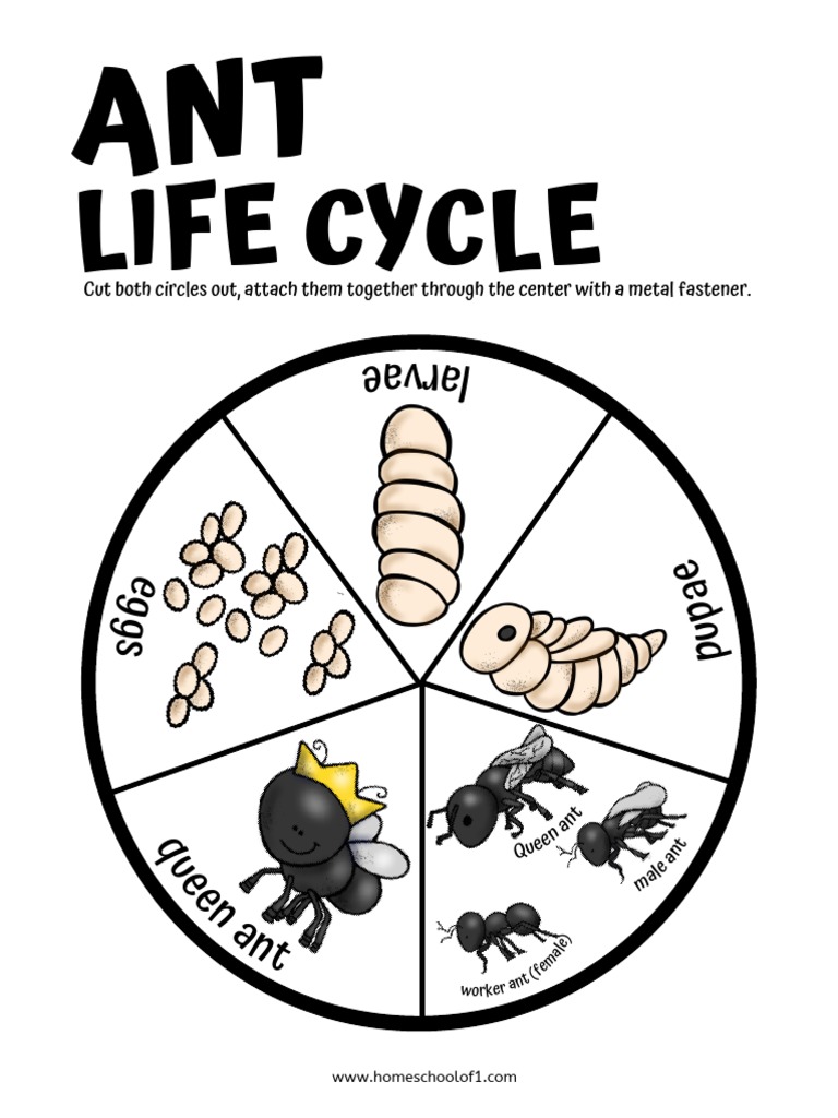 Life Cycle of An Ant | PDF | Ant | Pupa