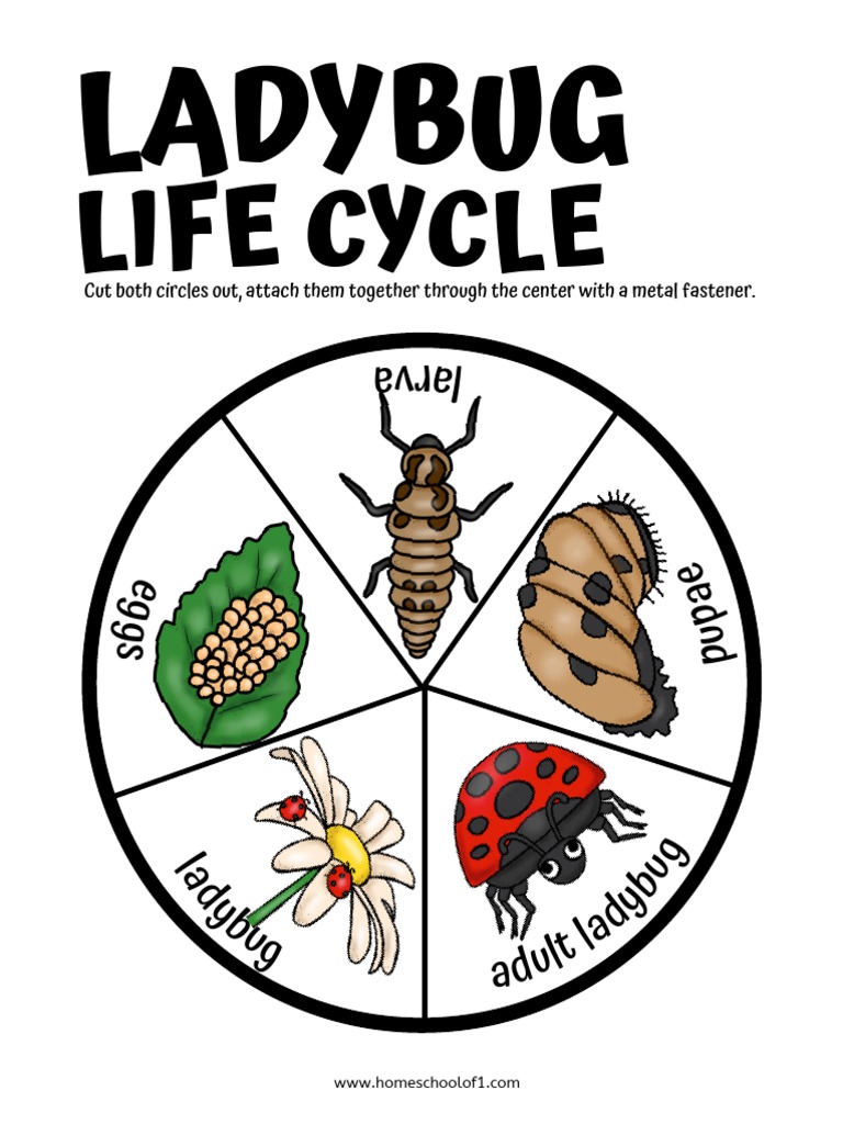 Life Cycle Ladybug | PDF | Coccinellidae | Pupa
