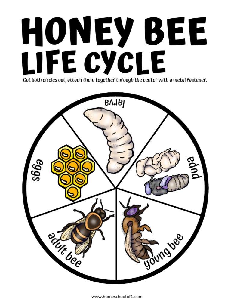 Honey Bee Life Cycle | PDF | Bees | Pupa